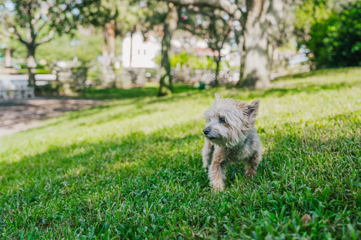 Brinson-Perry Dog Park in The Villages®